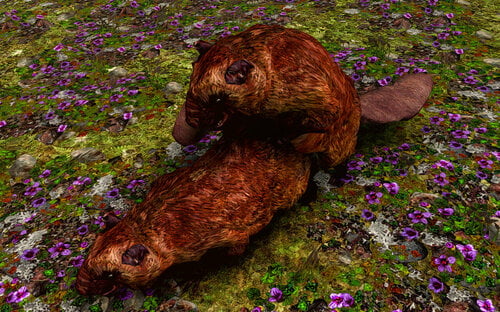 Beavers And Raccoons Mnc Misc Sex Loverslab