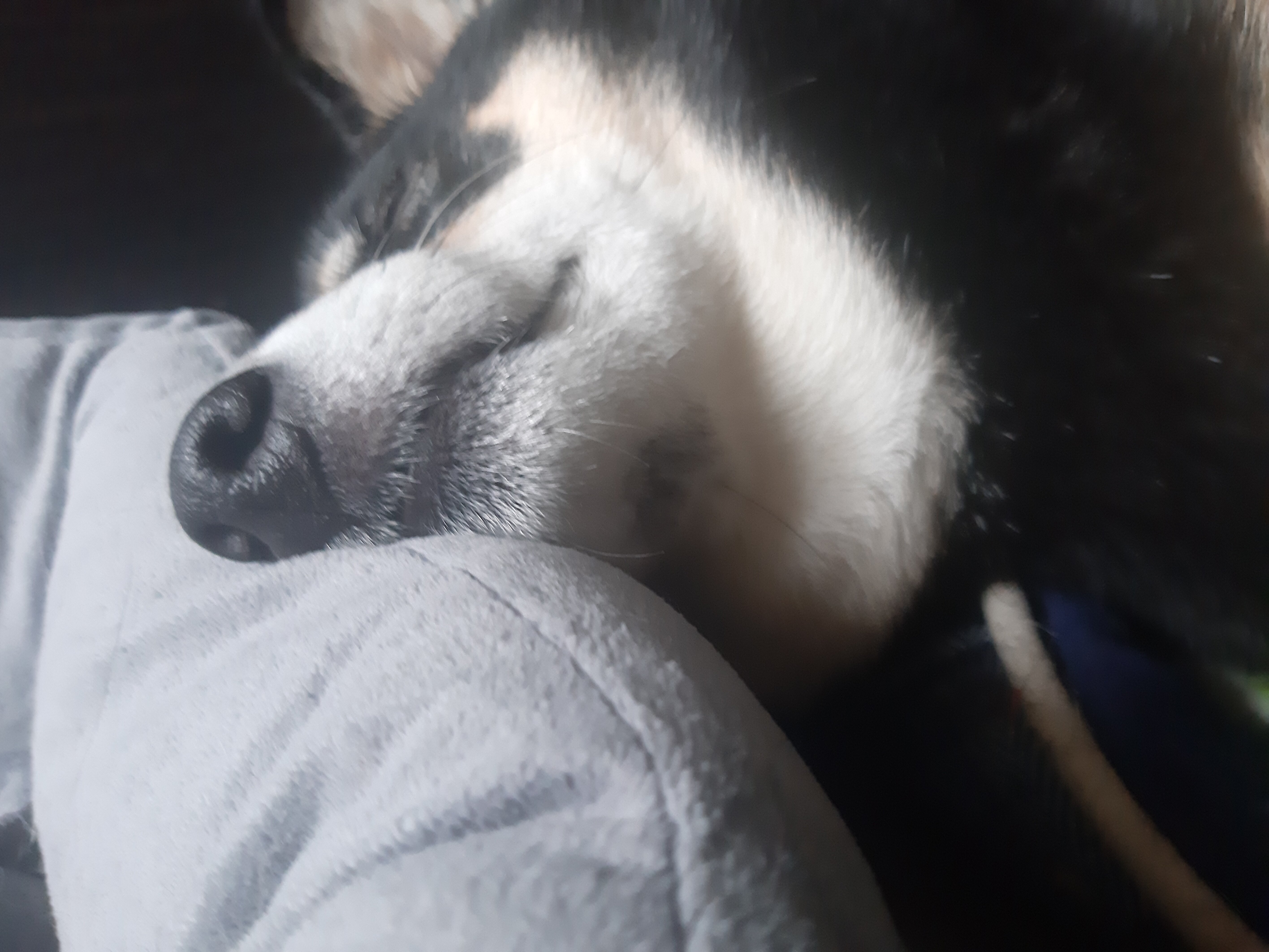 Rate my Pets. Please I do not know if they would be still considered cute. - Off Topic - LoversLab