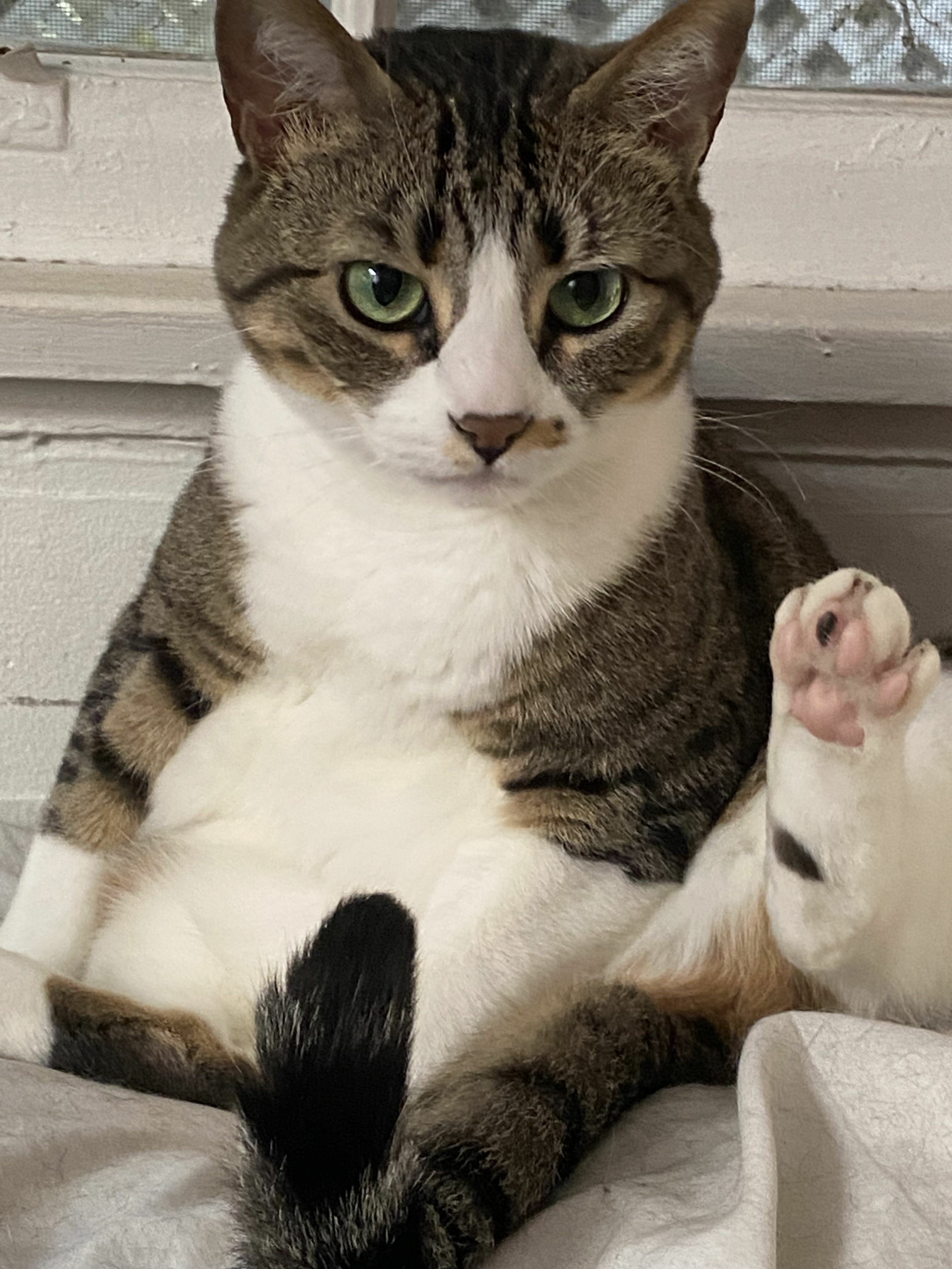 MEOW MEOW MEOW MEOW MEOW MEOW MEOW MEOW MEOW MEOW MEOW MEOW MEOW MEOW ...